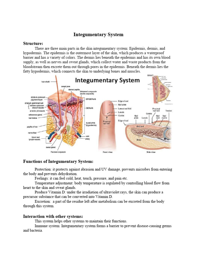 Integumentary System | PDF | Integumentary System | Skin