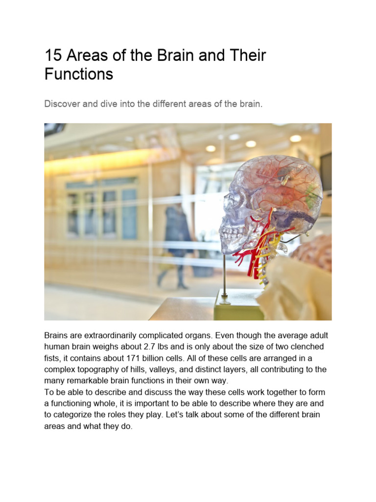 15 Areas of The Brain and Their Functions | Download Free PDF | Brain ...