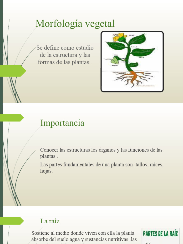 Morfología Vegetal 2024 .... 1 | PDF