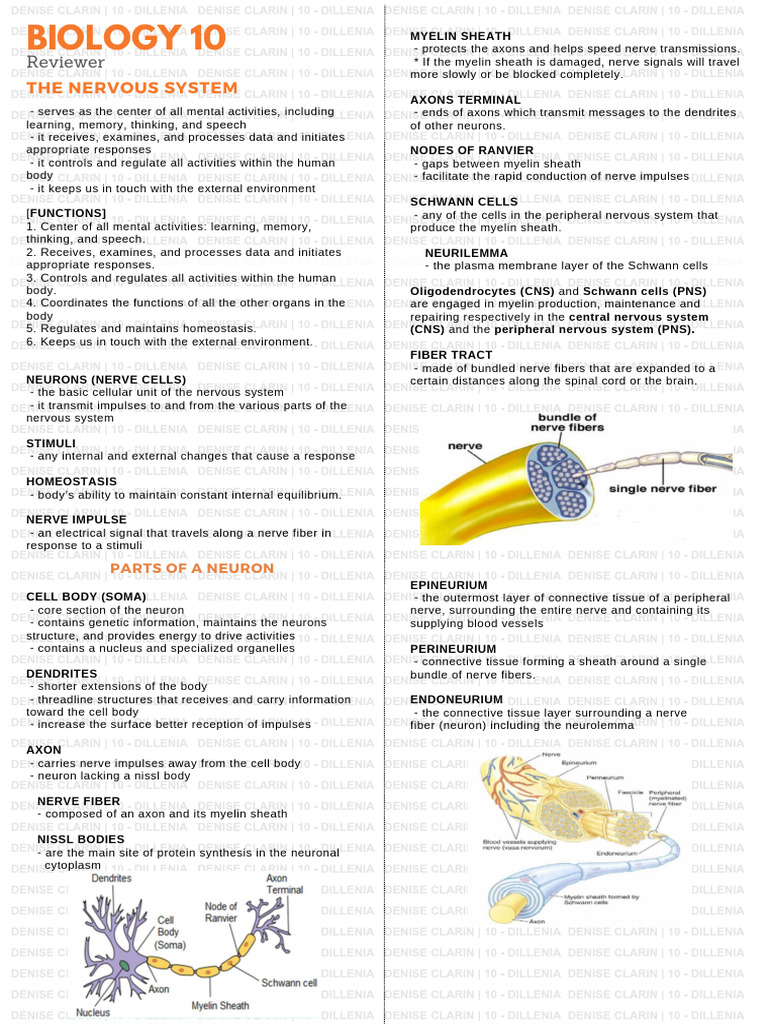 Understanding Neurons and Nervous System | PDF | Neuron | Central Nervous System
