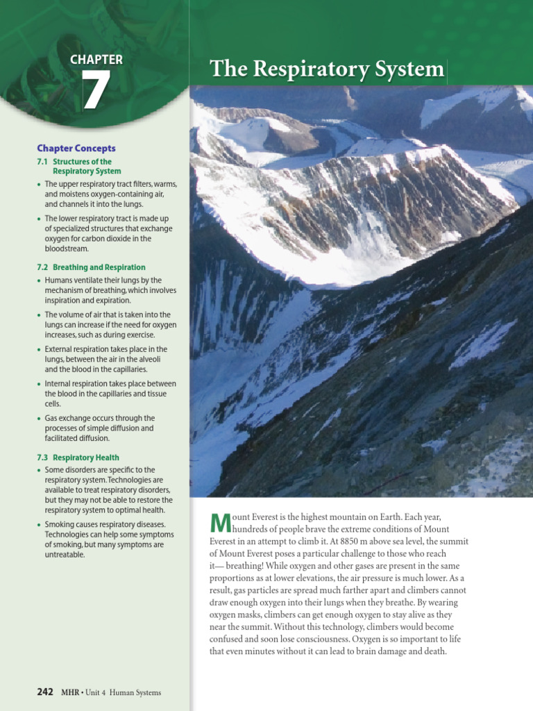 Chapter 7 - Respiratory System | PDF | Respiratory Tract | Respiratory ...