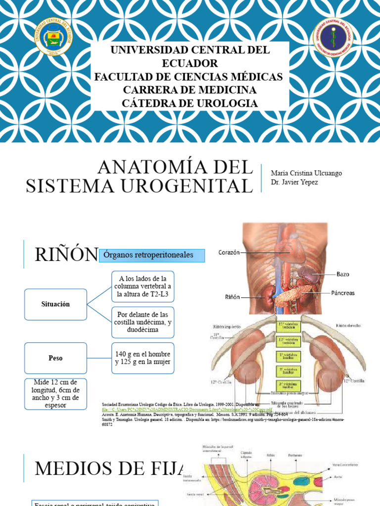 Anatomía Del Sistema Urogenital | PDF | Riñón | Próstata