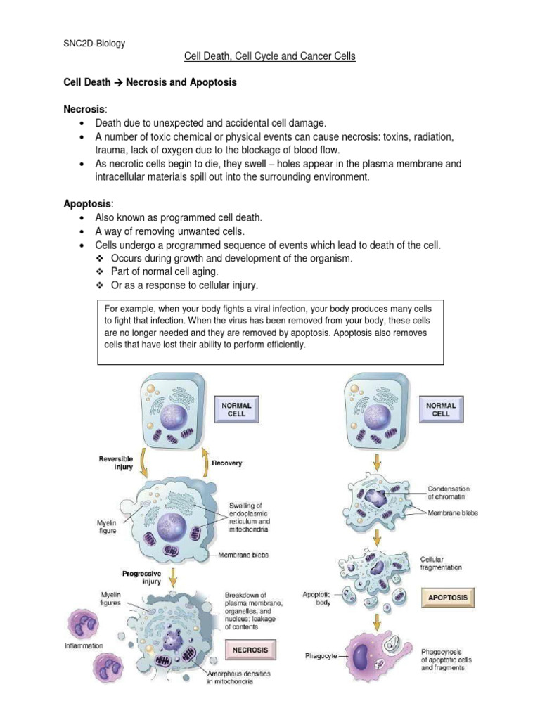 SNC2D Cell Death Cell Cycle and Cancer Cells | PDF