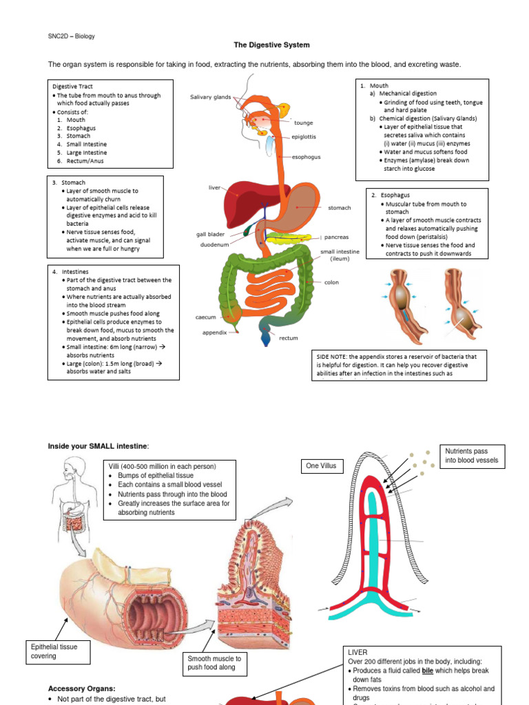 SNC2D Digestive System | PDF
