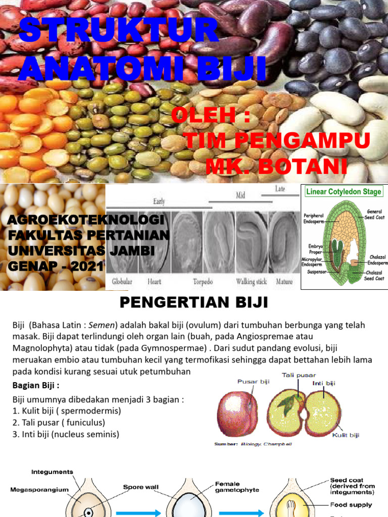 10 b. Struktur Anatomi Biji | PDF