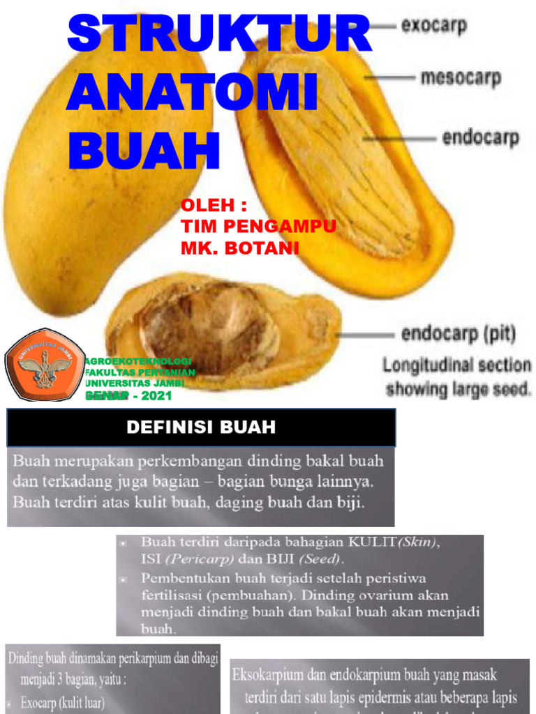 10 A. Struktur Anatomi Buah | PDF