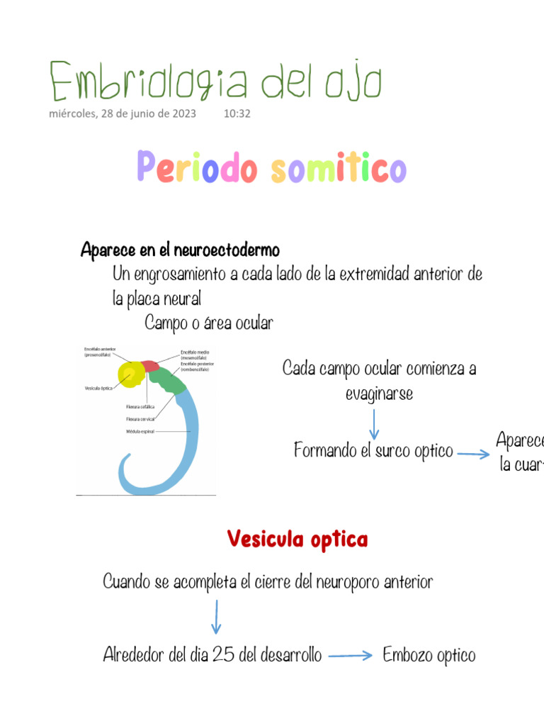 Embriologia del ojo | PDF