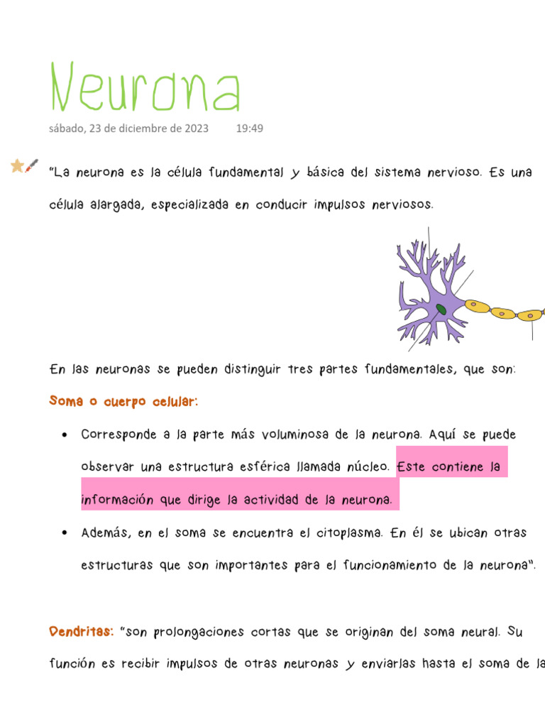 Neurona | PDF | Neurona | Sistema nervioso