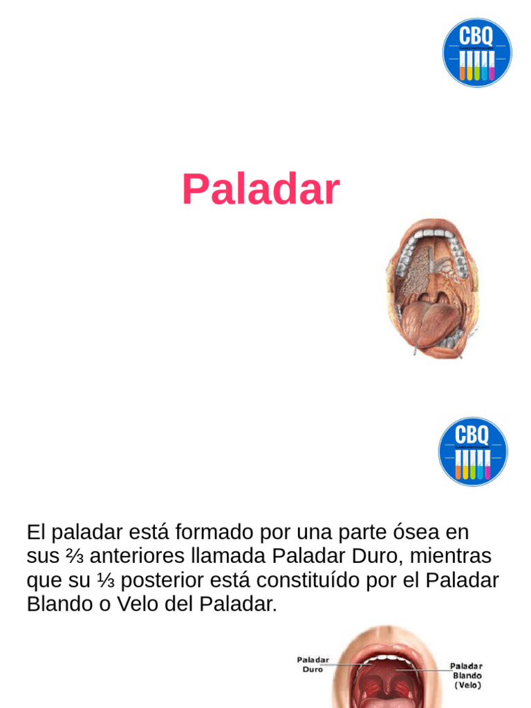 Paladar | PDF | Lengua | Anatomía humana