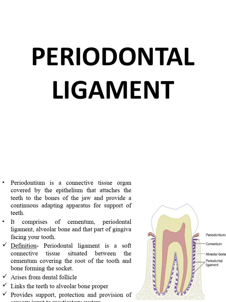 Periodontal Ligament | PDF | Epithelium | Human Tooth