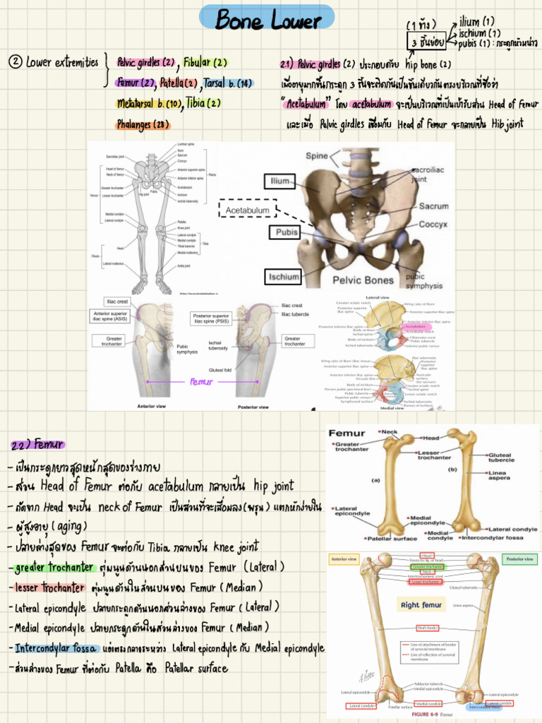 Bone Lower System | PDF