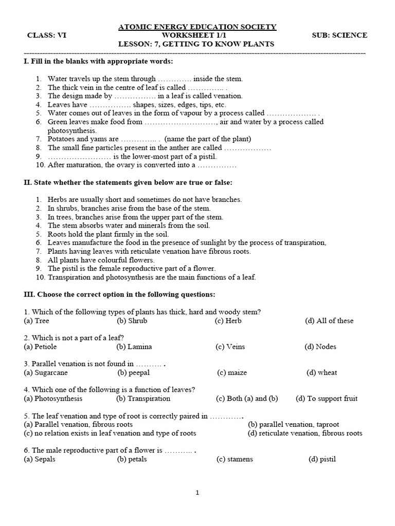 Class 6, Science, Worksheet, Getting To Know Plants | PDF