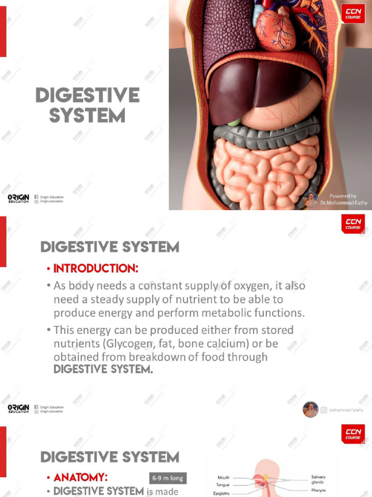 1-Digestive System | PDF