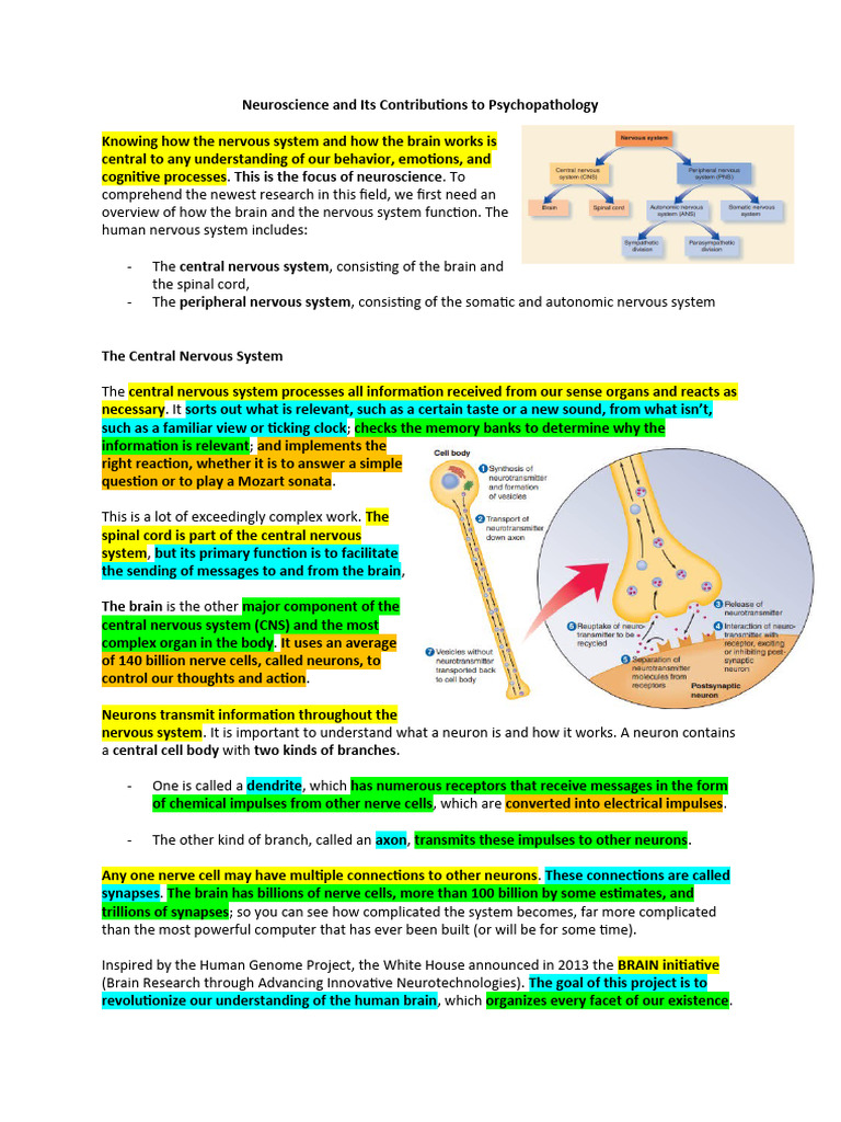 Anatomy and Physiology of Nervous System | PDF