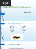 Cockroach Ncert | PDF