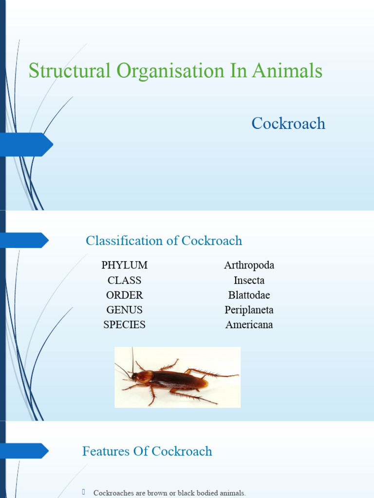 Cockroach 161020124806 | PDF | Animal Physiology | Zoology