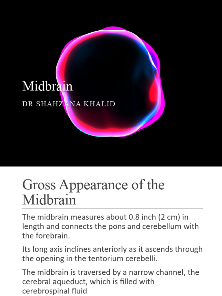 Brainstem Midbrain | PDF | Social Science | Philosophy