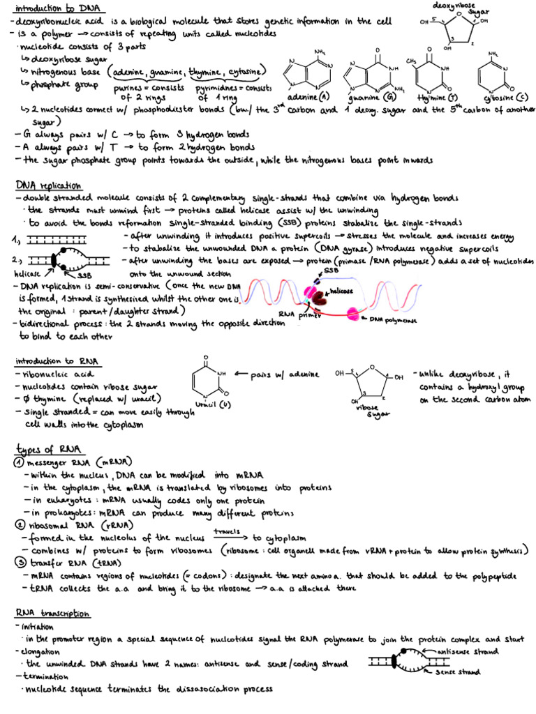 Genetics | PDF | Dominance (Genetics) | Rna