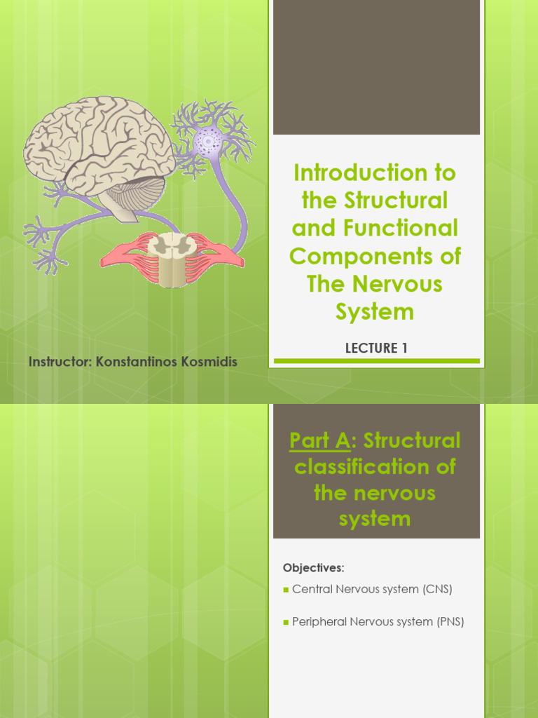 L1 Structural and Functional Components of the Nervous System | PDF