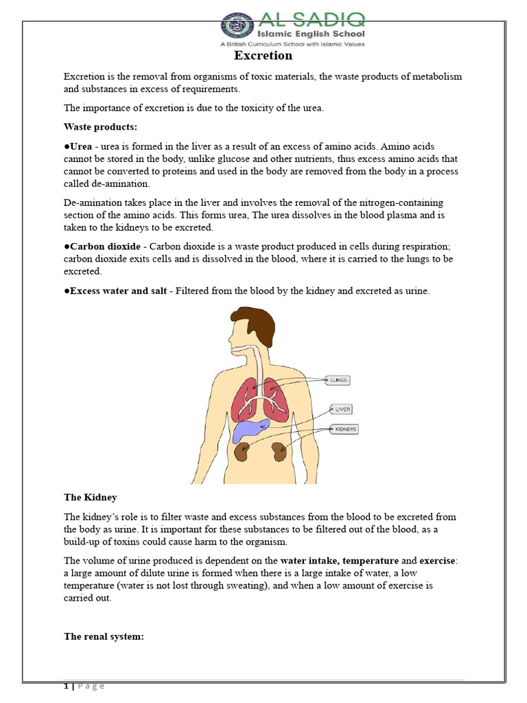 Excretion - Handout | PDF