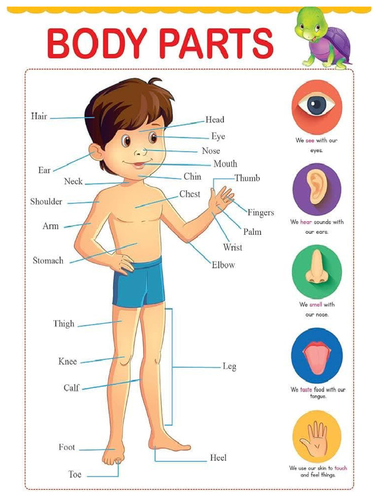 Body Parts | PDF