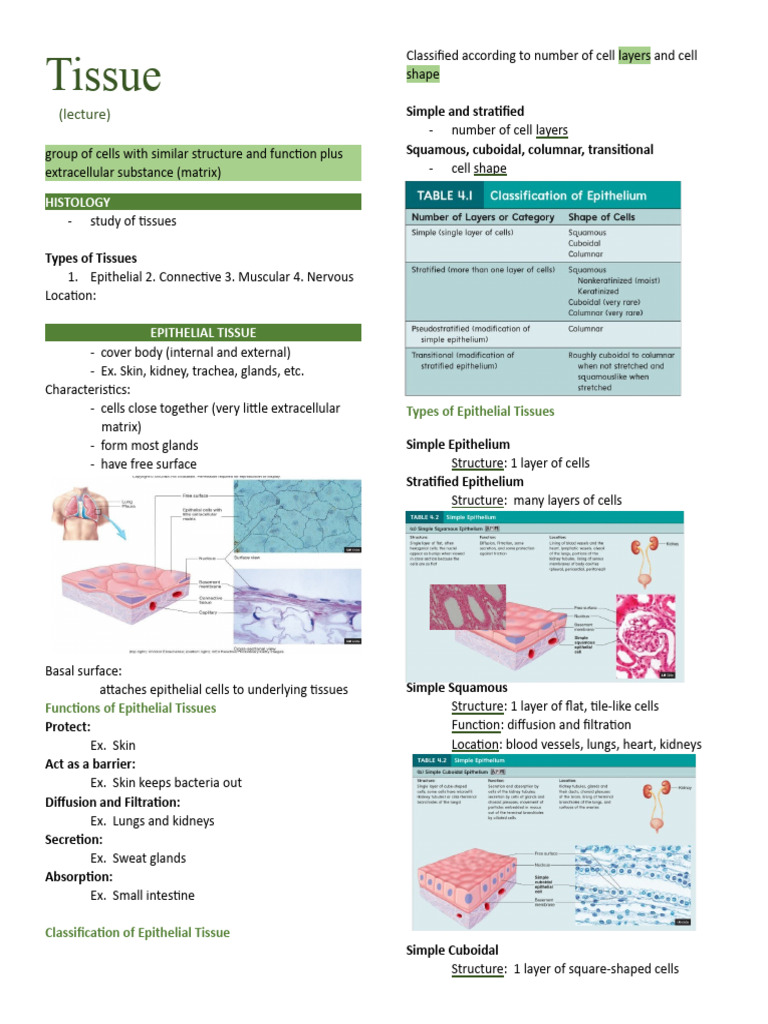 Anatomy and Physiology (Tissue) | PDF | Epithelium | Skin