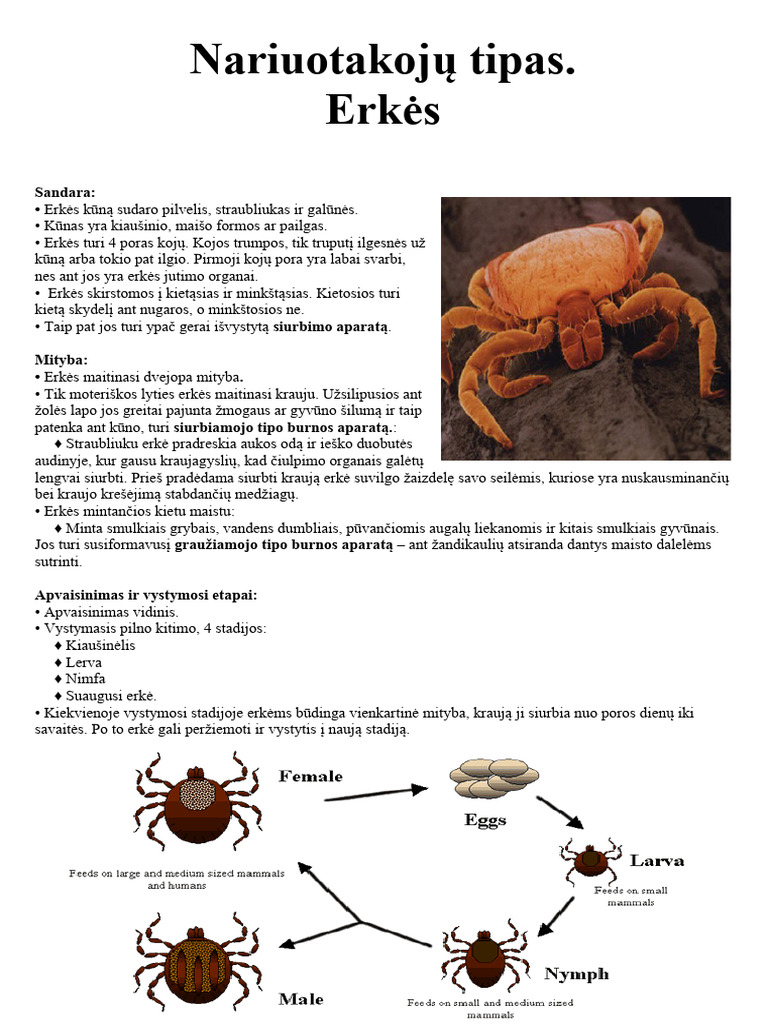 Erkės | PDF