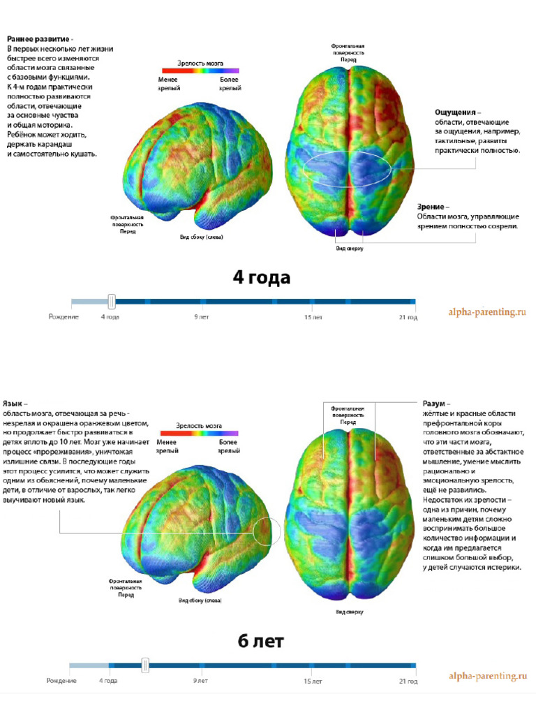 Brain | PDF