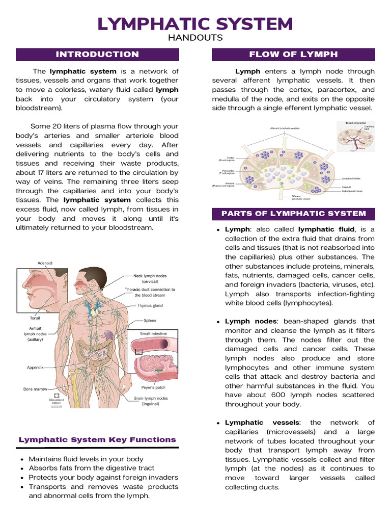 Lymphatic System Handouts | PDF | Lymphatic System | Lymph