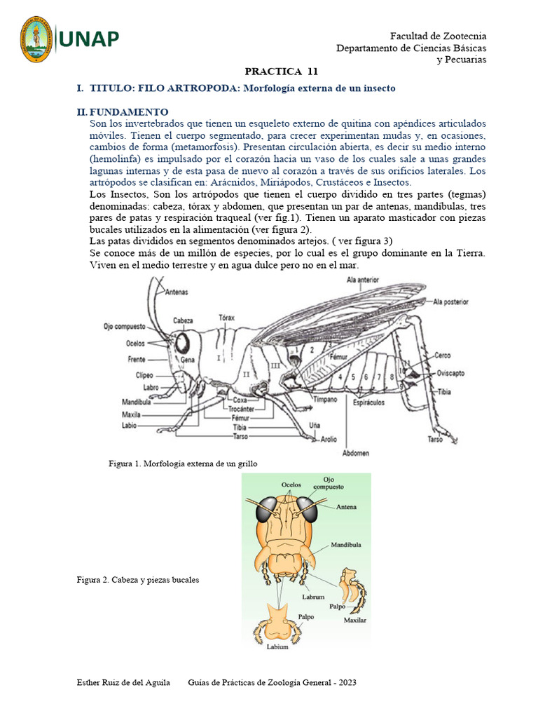 Morfología Externa del Insecto Grillo | PDF | Insectos | Artrópodos