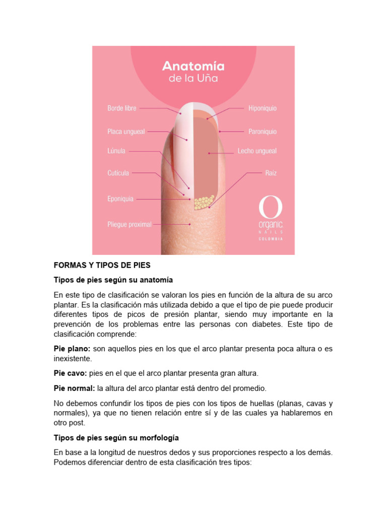 Formas y Tipos de Pies | PDF | Clavo (anatomía) | Pie