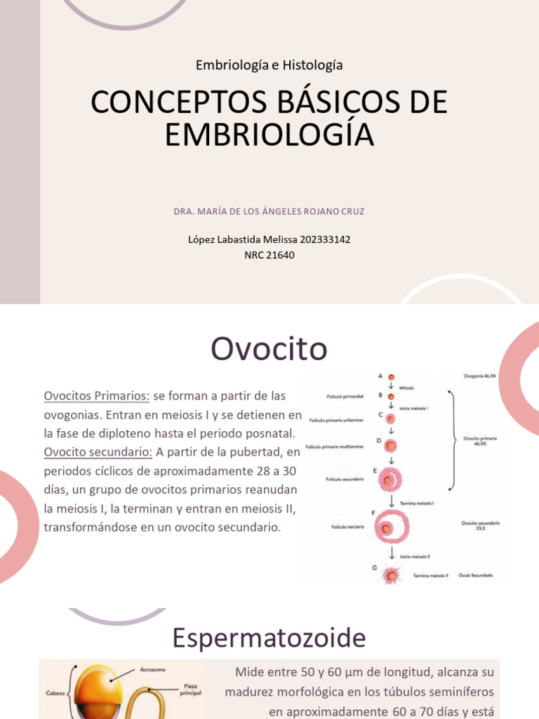 Conceptos Básicos de Embriología | PDF | Embrión | Reproducción