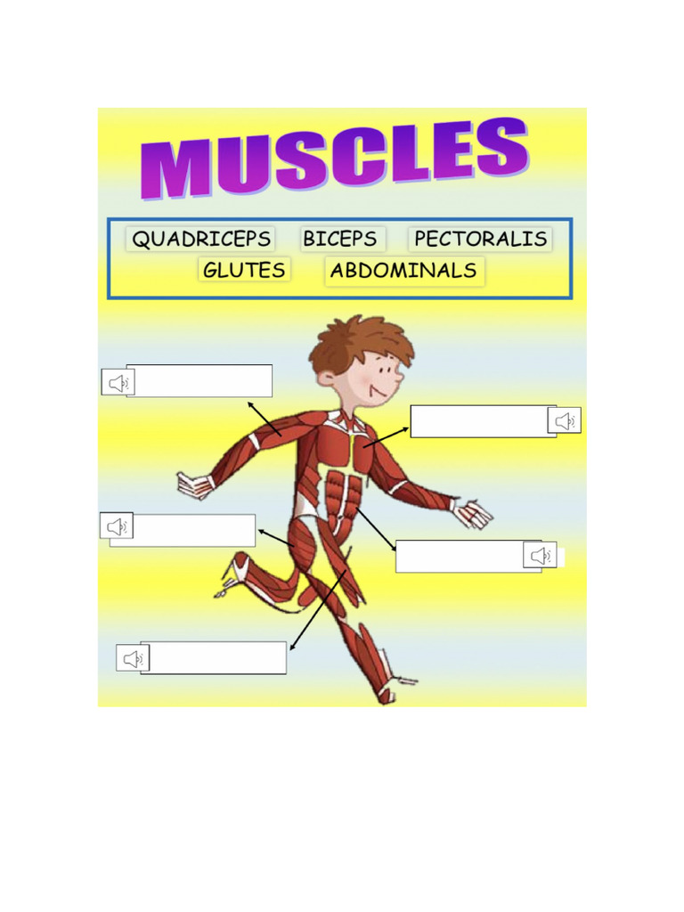 1º Muscles | PDF