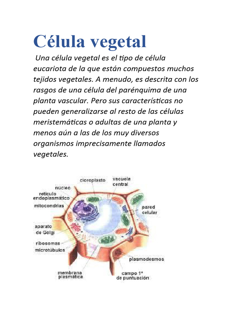 Célula Vegetal | PDF