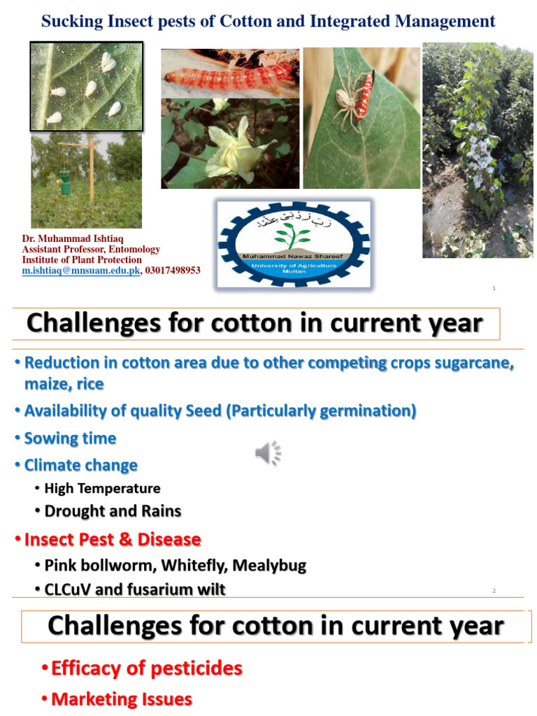 Cotton Sucking Insect Pests And Integrated Management Pdf Pest