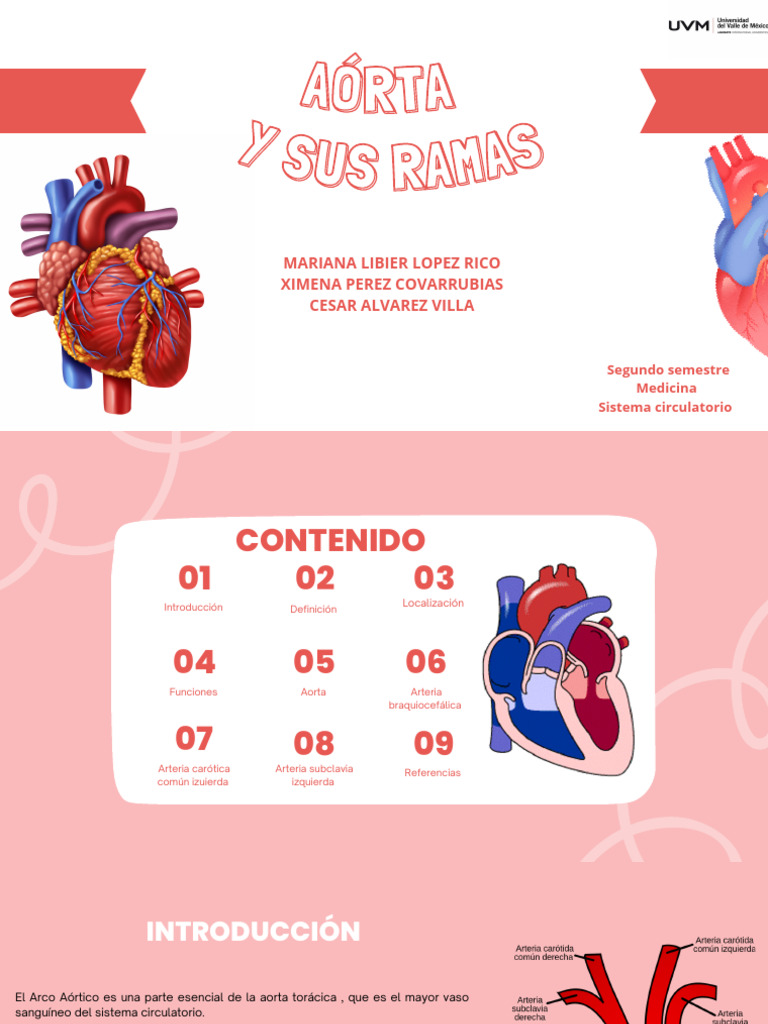 Aórta y Sus Ramas | PDF