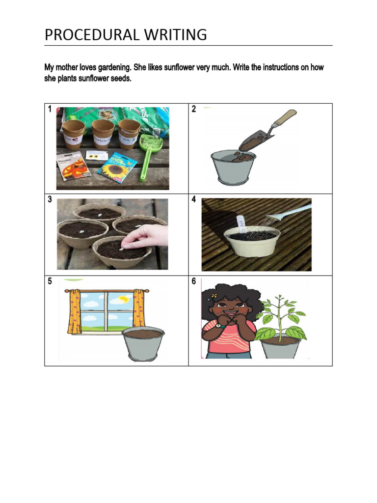 PROCEDURAL WRITING Planting Sunflower Seeds | PDF | Home & Garden