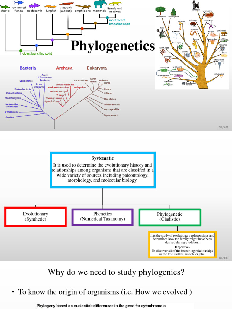 Phylogenetics | PDF