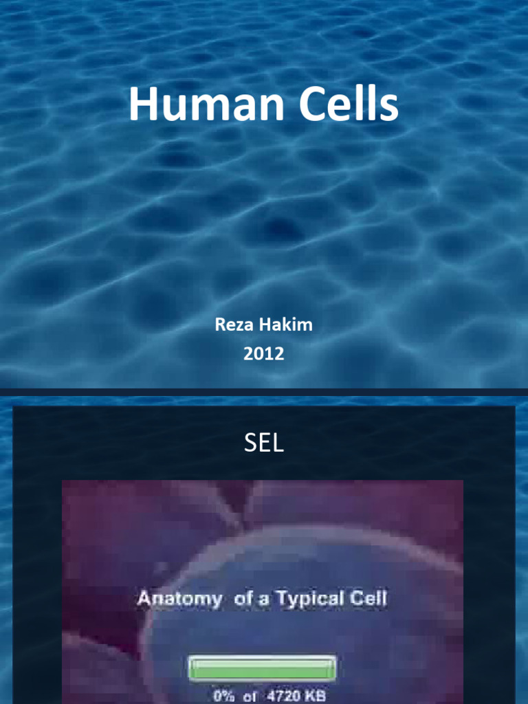 Human Cell Types | PDF | Epithelium | White Blood Cell