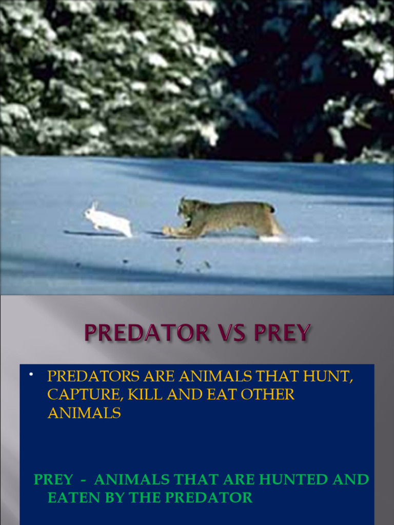 Predator-Prey Relationships and Adaptations | PDF