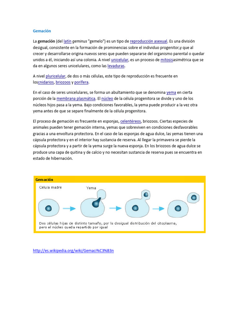 Gemación: Reproducción Asexual Explicada | PDF