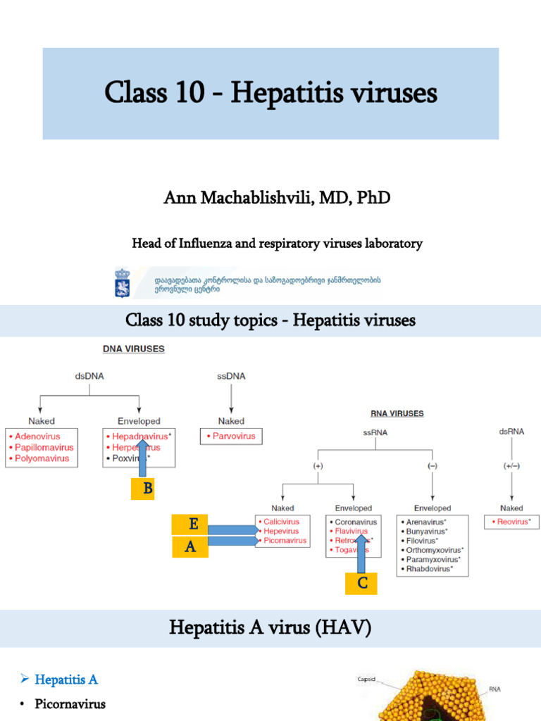 Class 10 - Hepatitis Viruses: Ann Machablishvili, MD, PHD | PDF ...