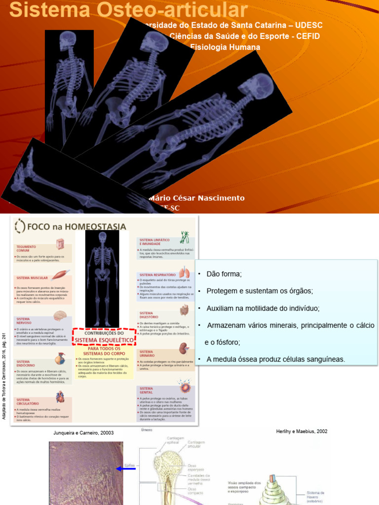 UND 3 - Sistema Osteo-Articular 2023 | PDF