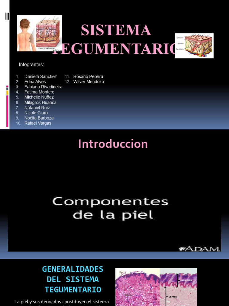 Sistema Tegumentario | PDF | Piel | Epidermis