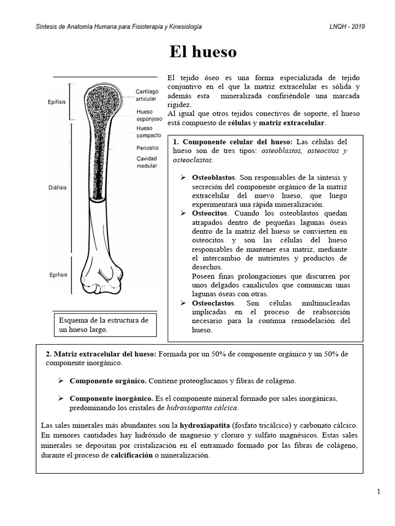 Hueso PDF | PDF