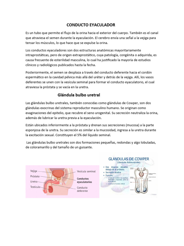 Conducto Eyaculador | PDF | Próstata | Anatomia animal