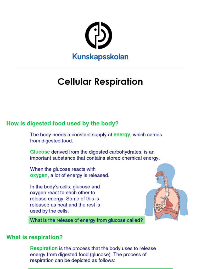 Cellular Respiration | PDF | Cellular Respiration | Glucose