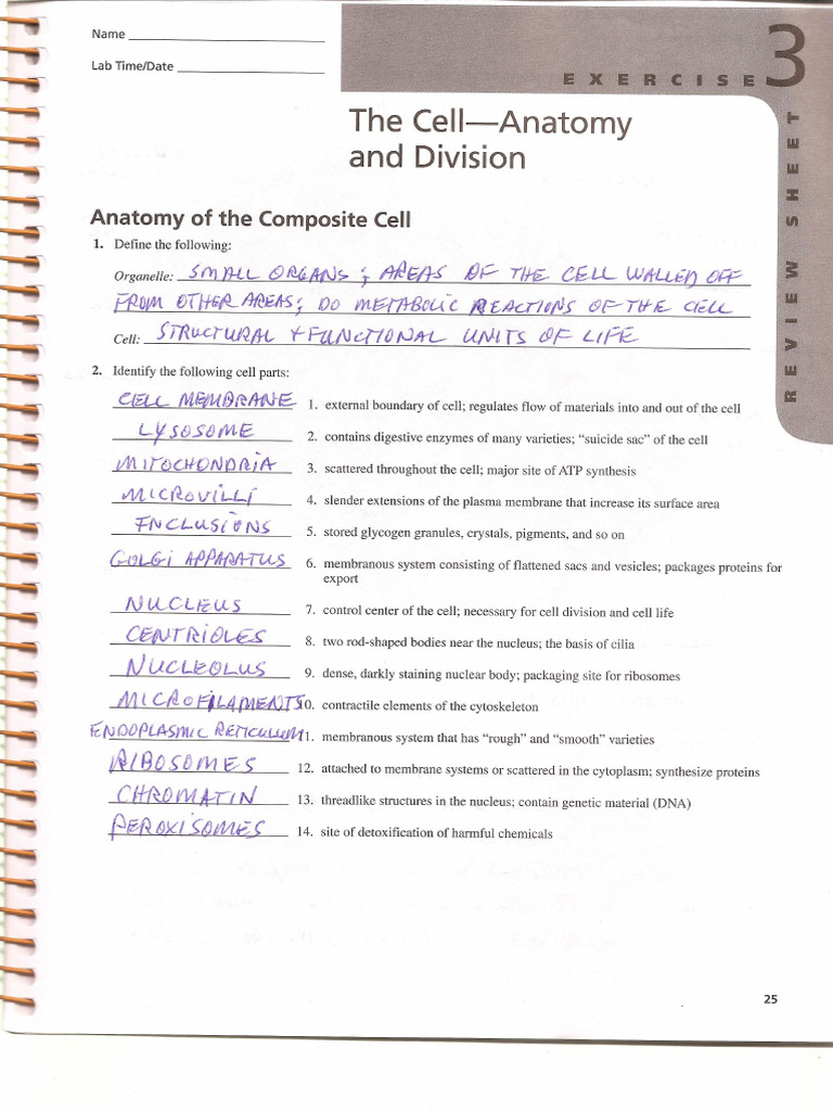 Lab Ex. 3 Review Sheet Answers0001 | PDF