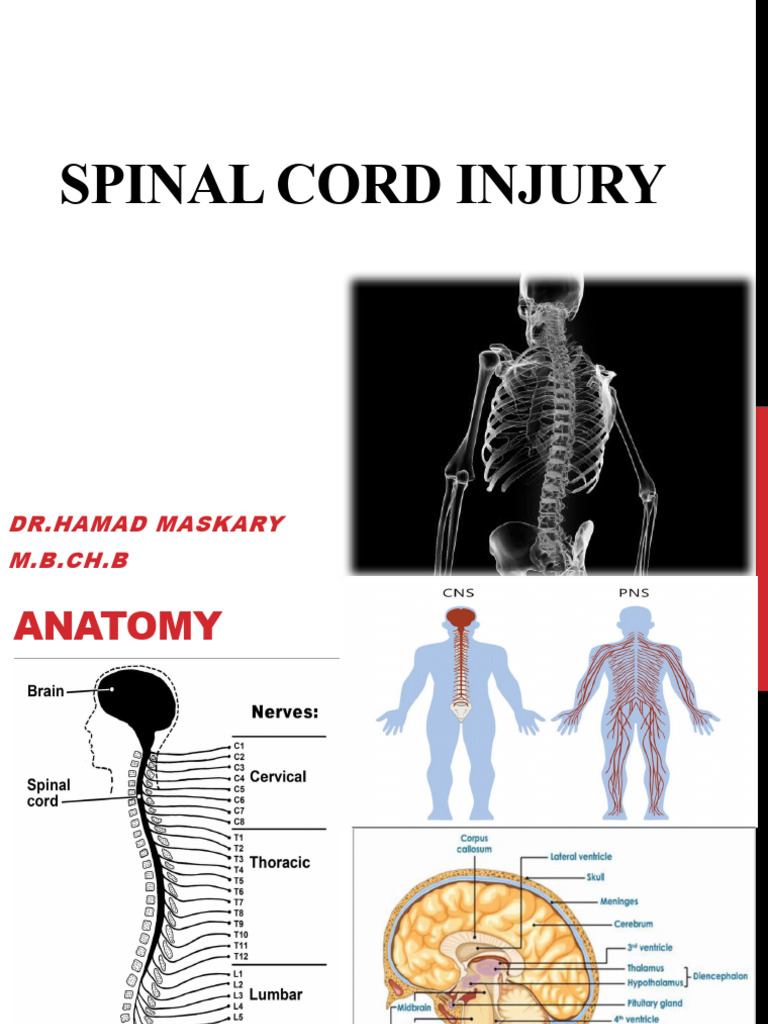 Lec6 - Spinal Cord Injury | PDF | Spinal Cord Injury | Injury