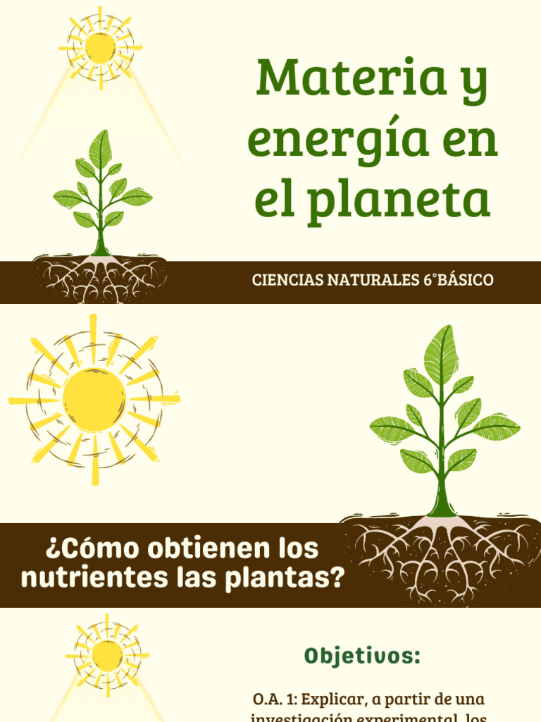 Fotosíntesis y nutrición vegetal | PDF | Fotosíntesis | Plantas